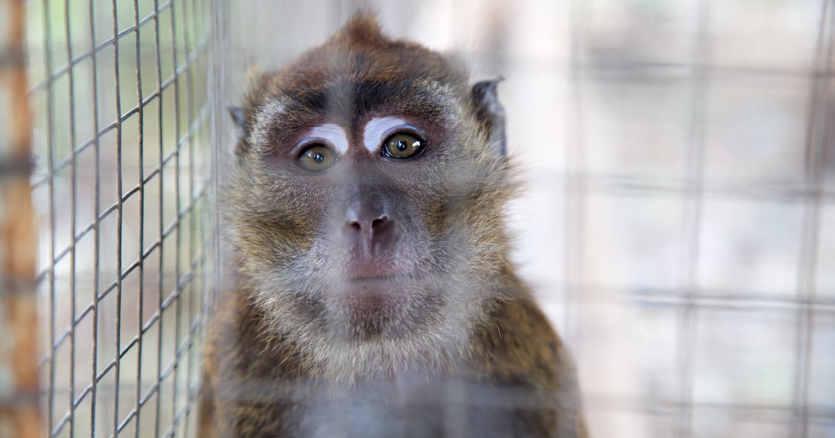 More than 30K Monkeys Sold to US Annually, Largely for Animal Testing