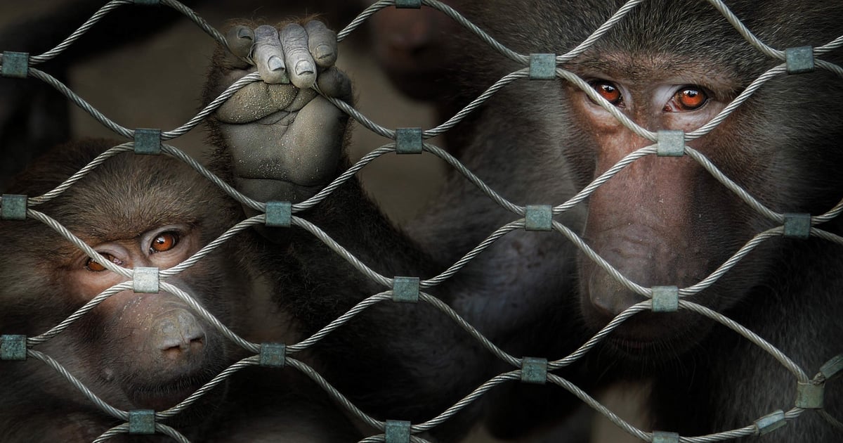 Help Bring Animal Abusers to Justice