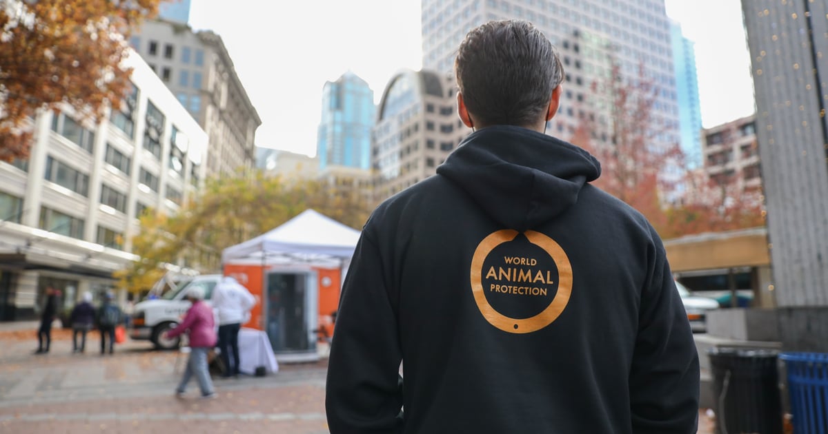 Our New Name | World Animal Protection