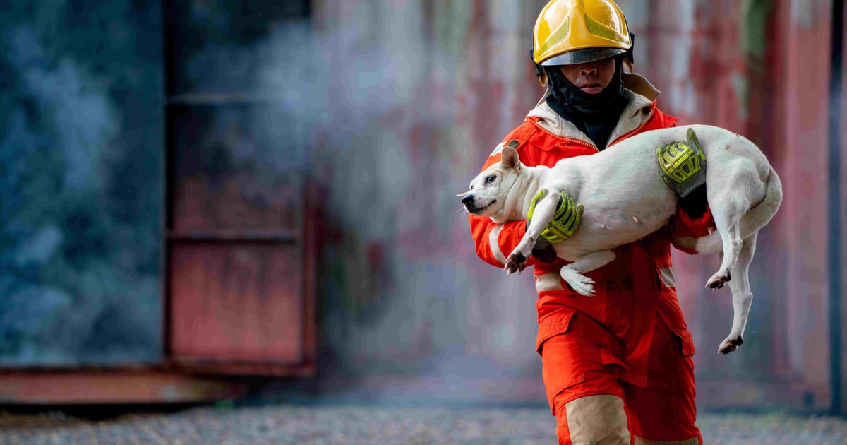 How World Animal Protection Is Helping First Responders Save Animals ...