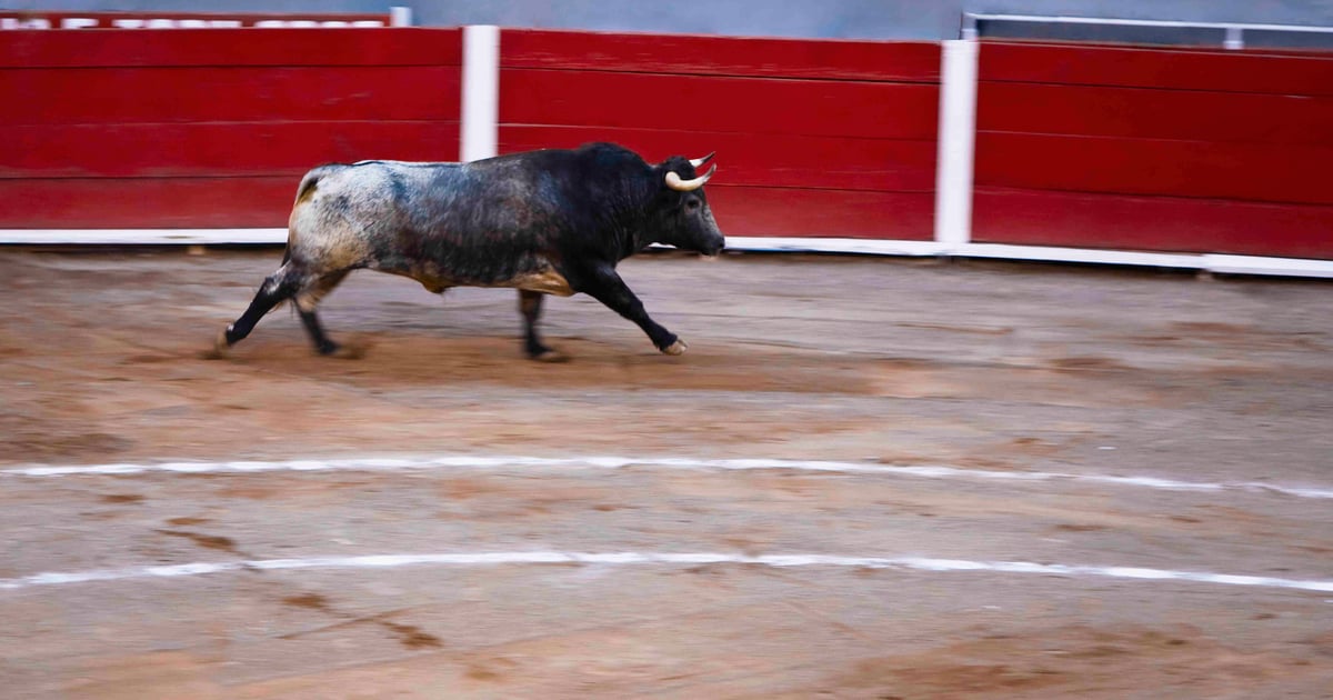 Mexico City Bans Bullfighting