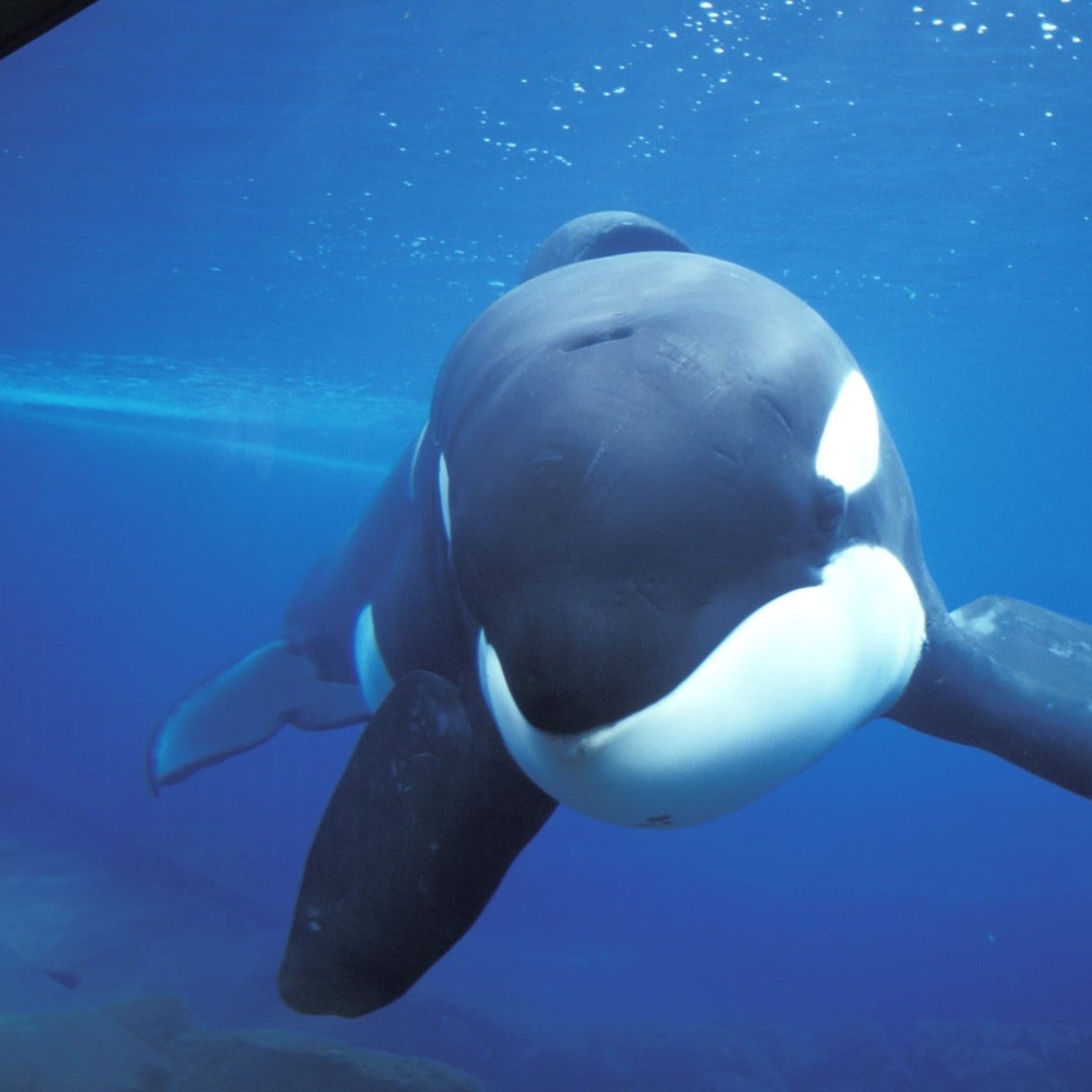 Keiko The Whale Wallpapers
