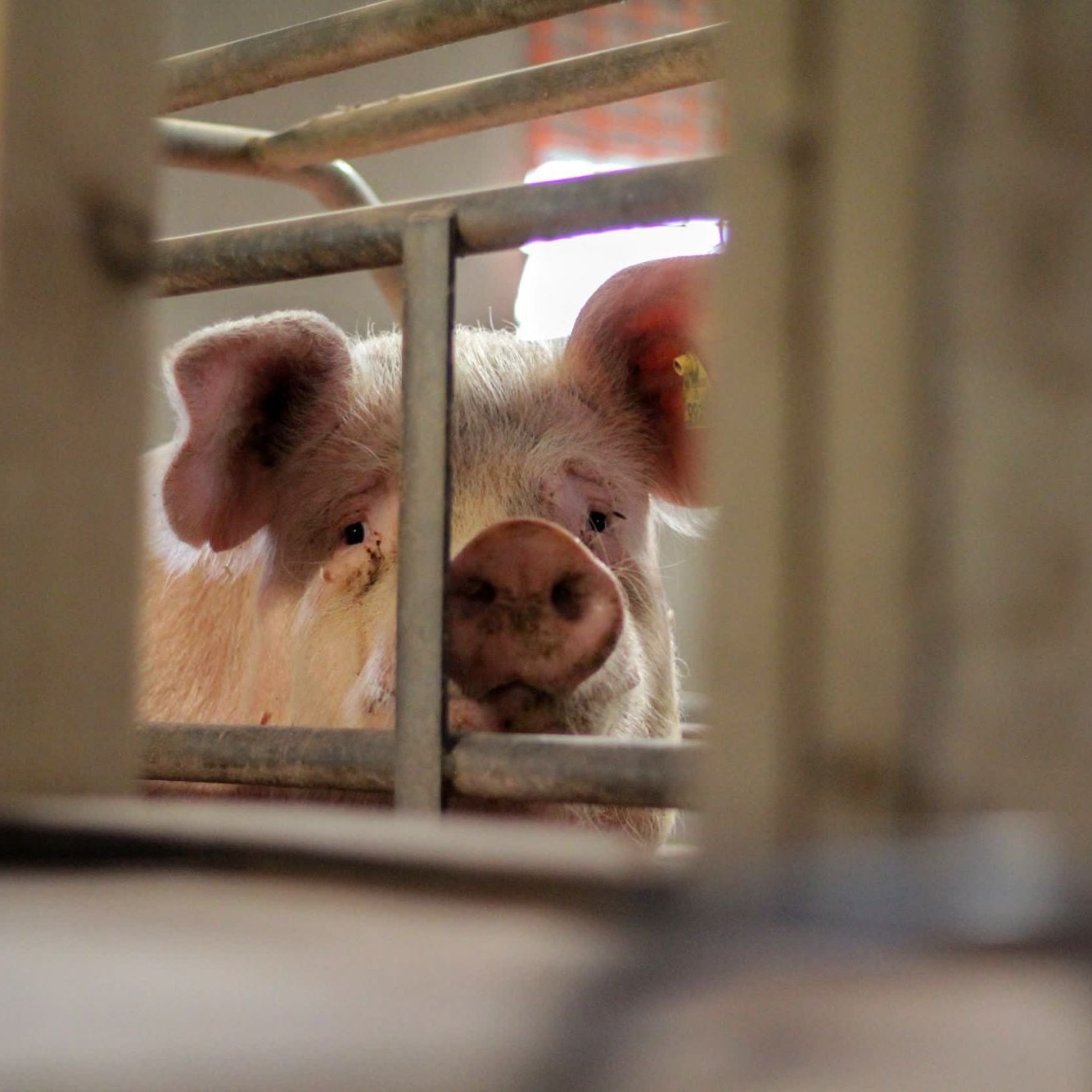 Congress Is Trying to Kill Prop 12 and Keep Animals in Cages
