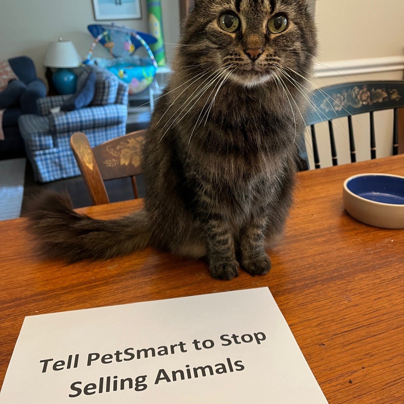 Sign Up to Deliver an Info Packet to PetSmart