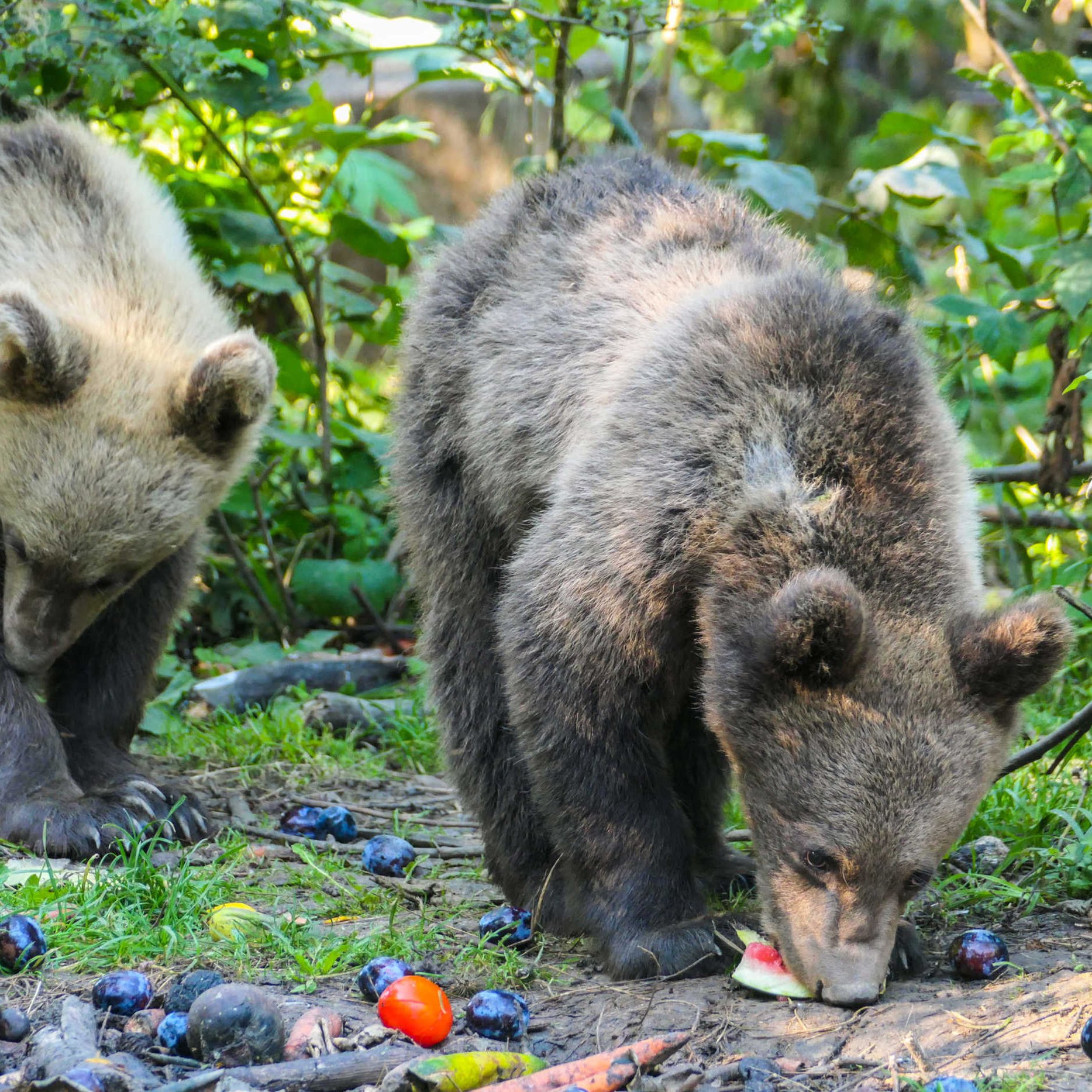 Watch the Romanian Bear Sanctuary Live Feed