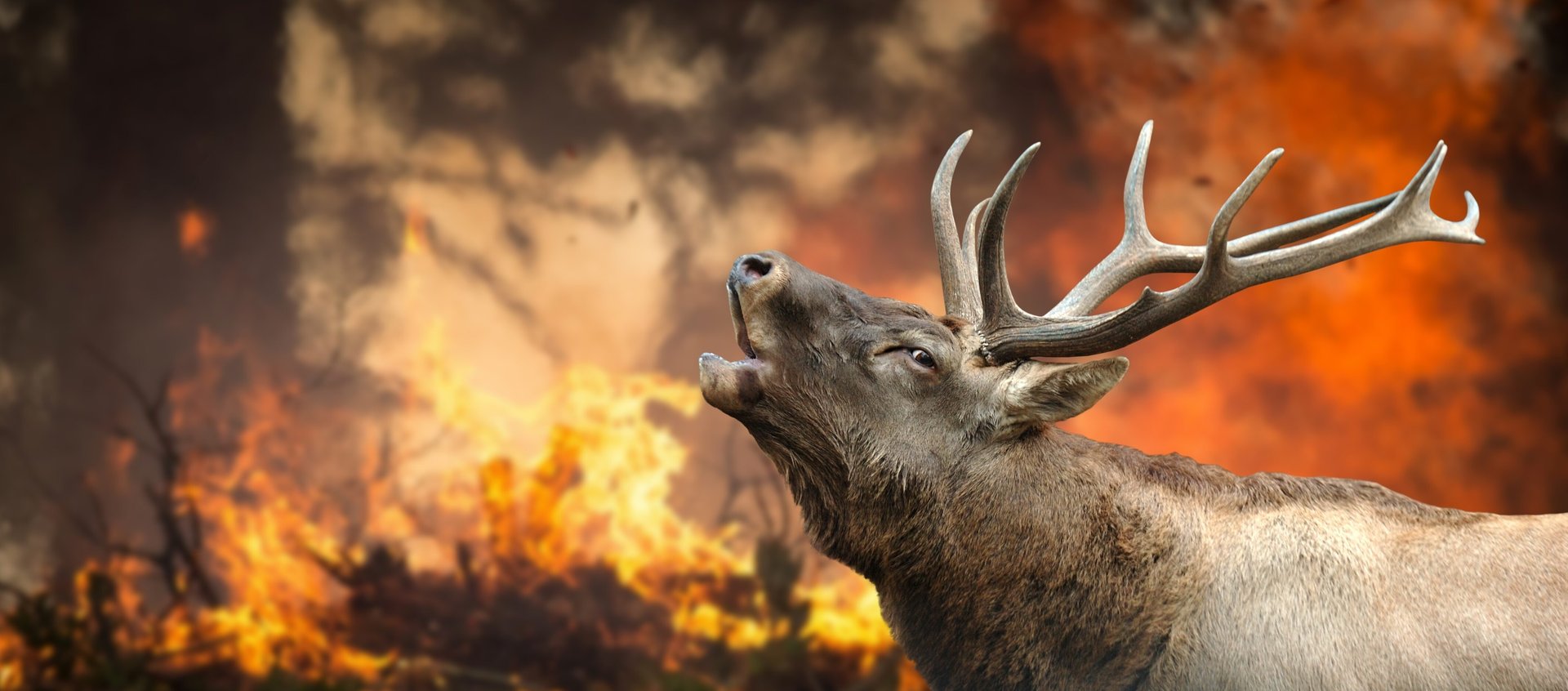 World Animal Protection | Ending Cruelty and Suffering. Forever.