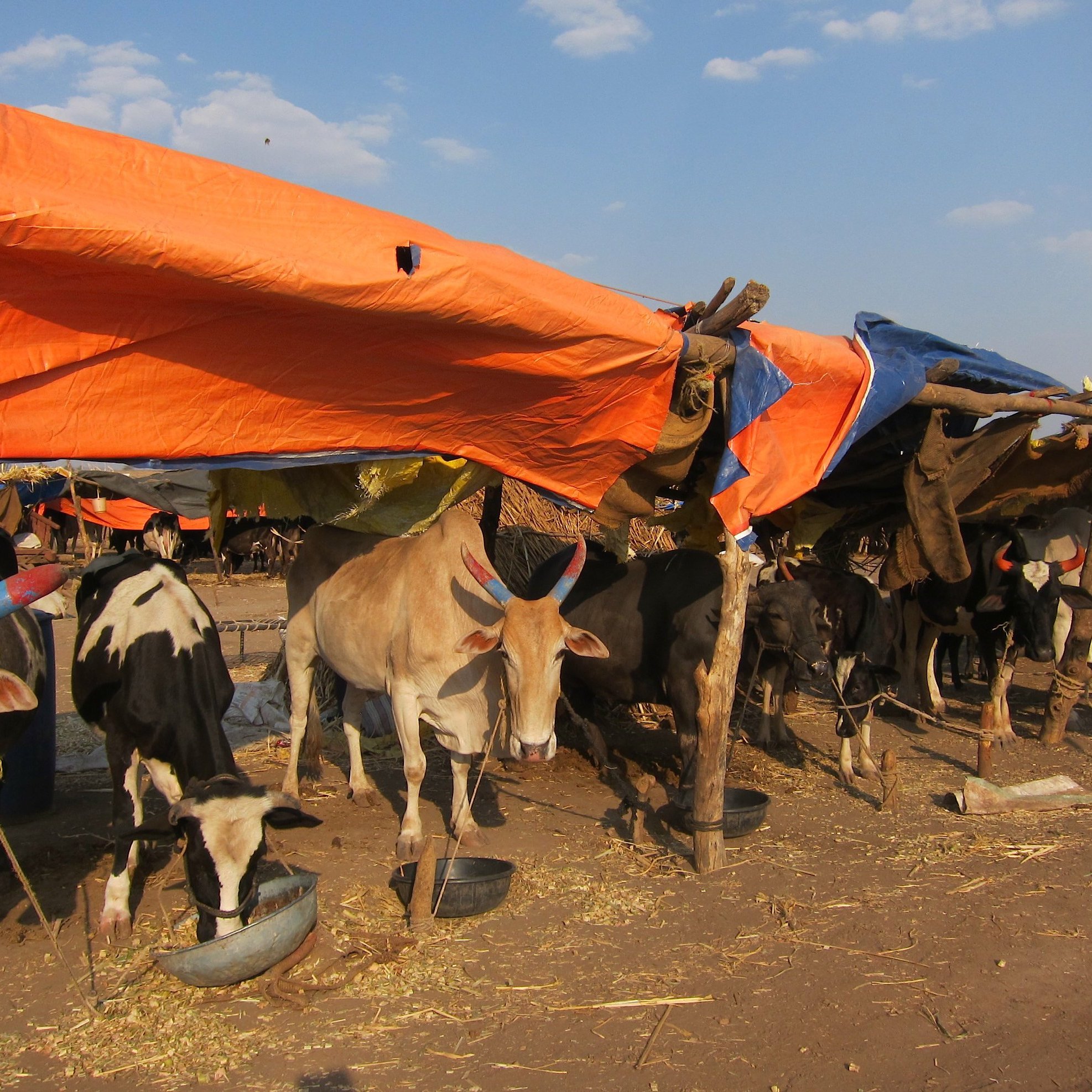 India leads Asia with strategy to protect animals during disasters