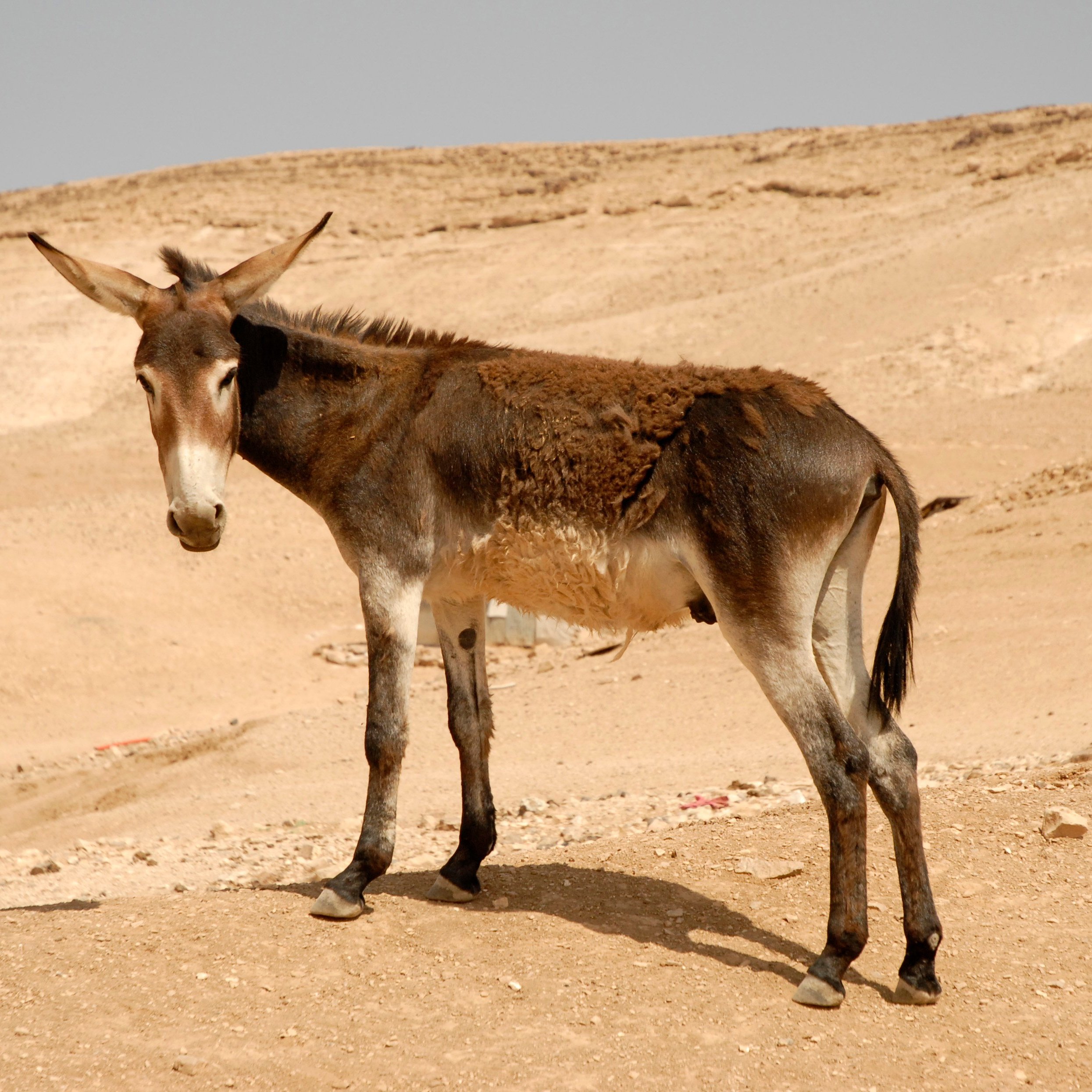 Gaza conflict - World Animal Protection response