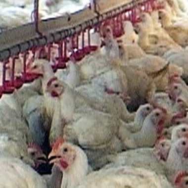 My Job on a Factory Farm