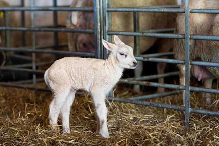 News and Blogs | World Animal Protection