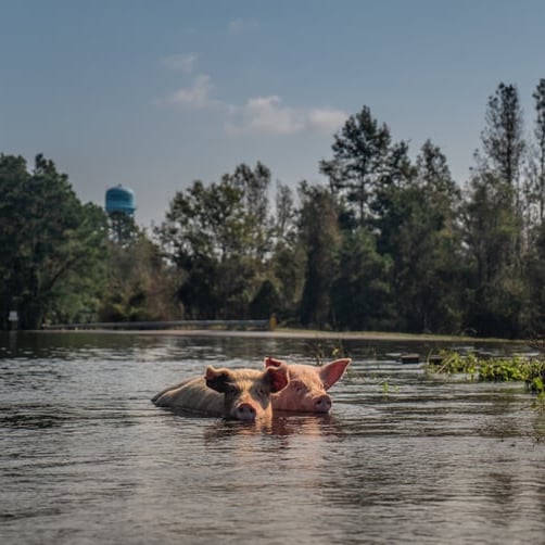 Hurricane Helene’s Destruction: A Catastrophe for Animals