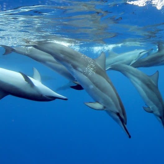 Take Our Quiz About Dolphins | Kid Activities