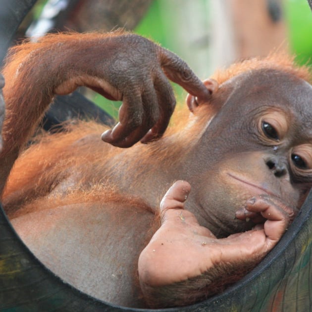 Six Solitary Animals That Have Mastered Social Distancing