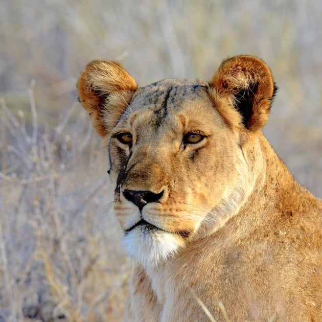 A Life Entertaining Tourists is No Life for a Lion