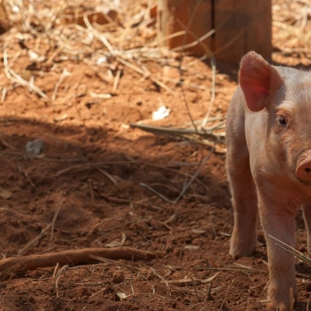 10 Facts About Pigs