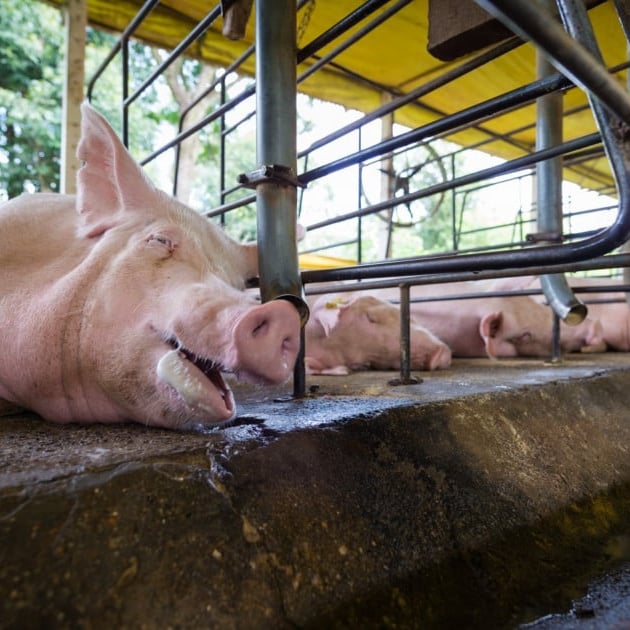 What Is Factory Farming?