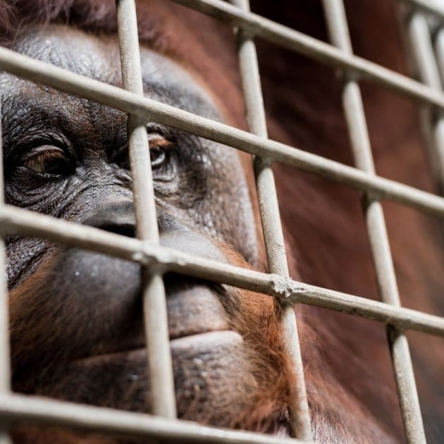 9 Animal Cruelty Facts and What You Can Do to Change the Statistics