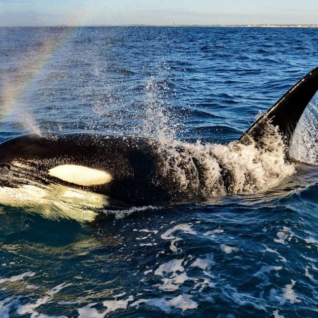 Katina – a Real Life Orca Story