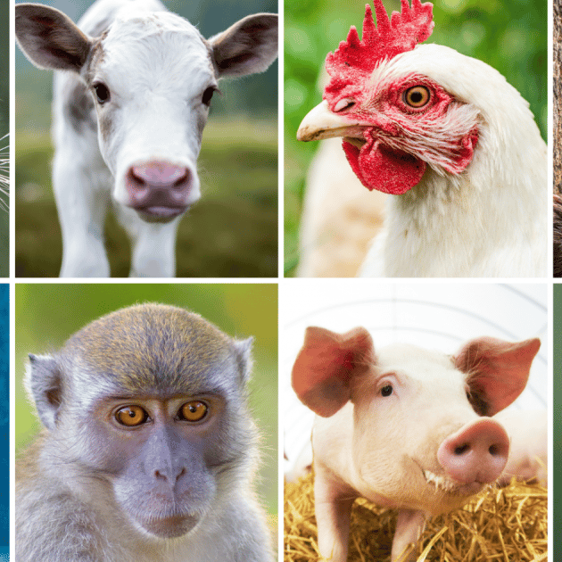 Celebrate World Animal Day 2022 | World Animal Protection