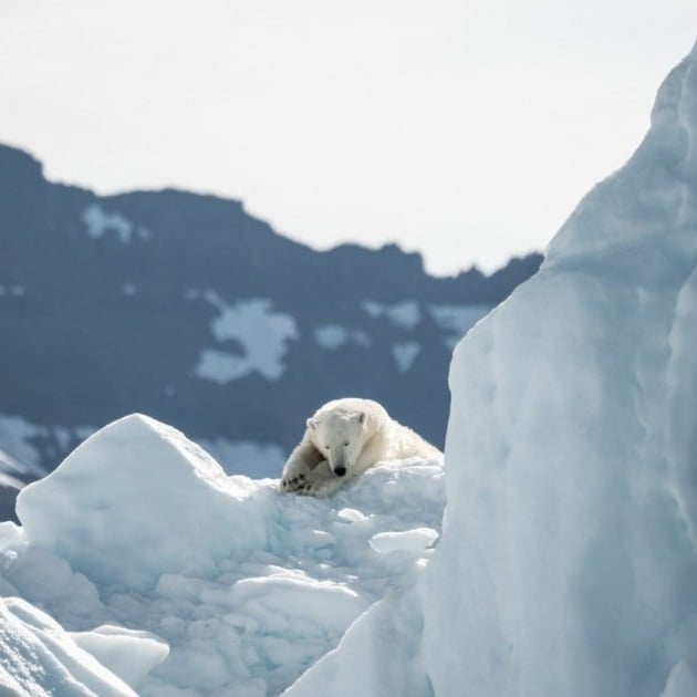 3 Iconic Animals We May Soon Lose to Climate Change