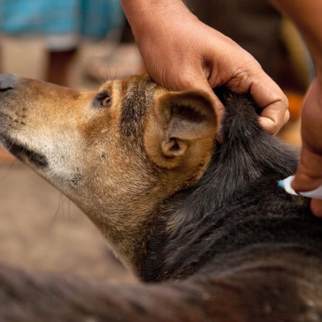 Our call to governments to commit to ending rabies by 2030