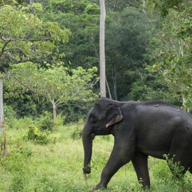 We Partner with TUI Care Foundation for Better Futures for Elephants