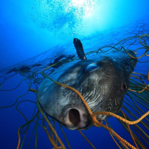 The deadliest catch: lost fishing gear is more abundant than ever