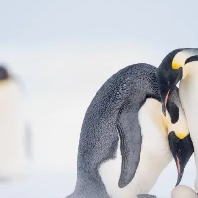 10 Facts About Penguins