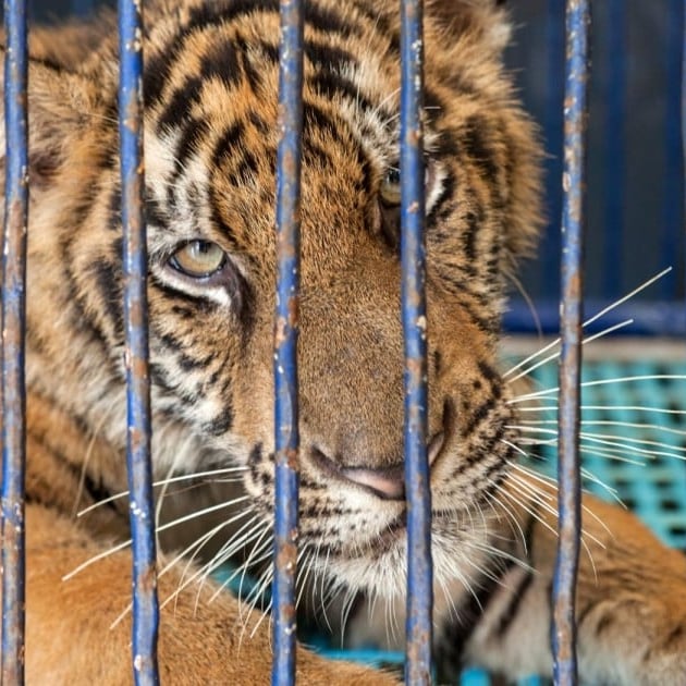 New Report Shows How Groupon Profits from Animal Exploitation