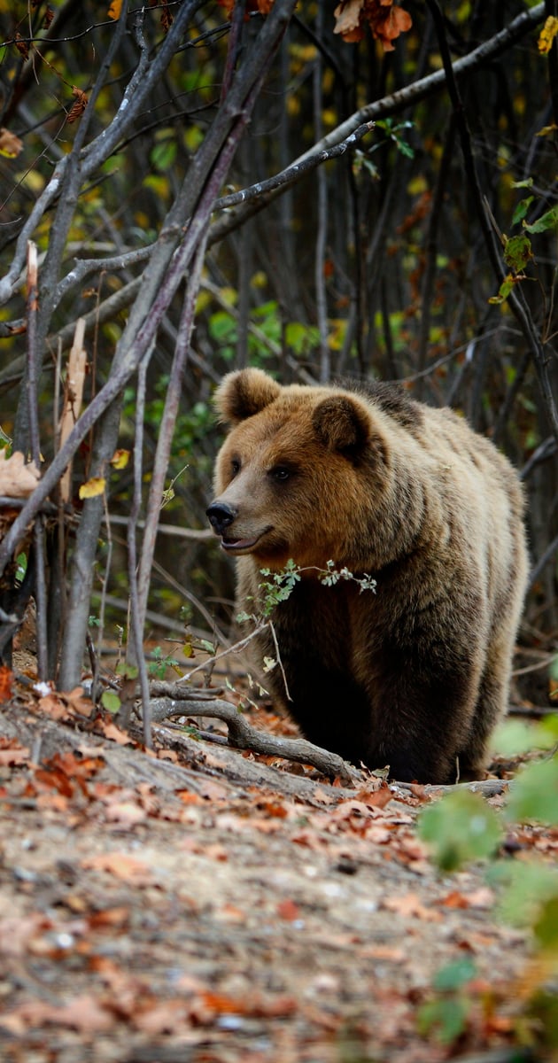 Bears to begin new lives in Romanian forest Sanctuary