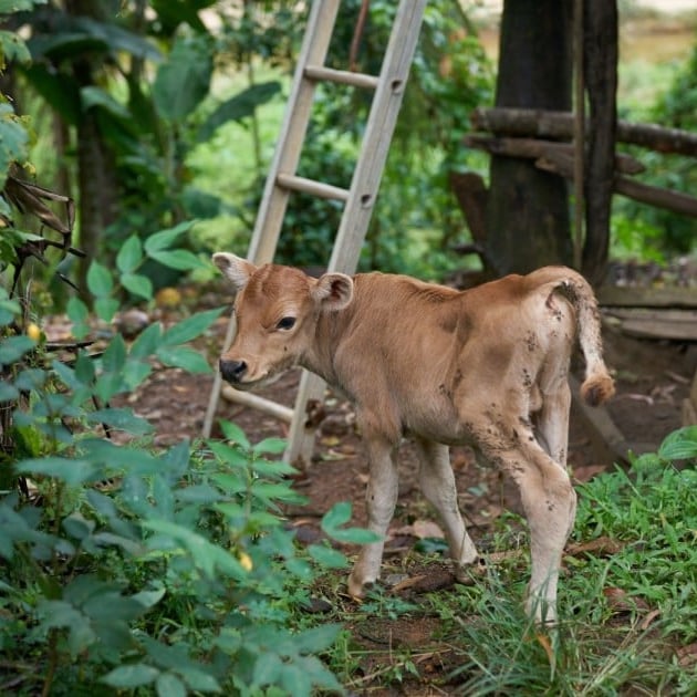 Zebu the Calf and Elulu the Goat Recover from Sri Lankan Floods