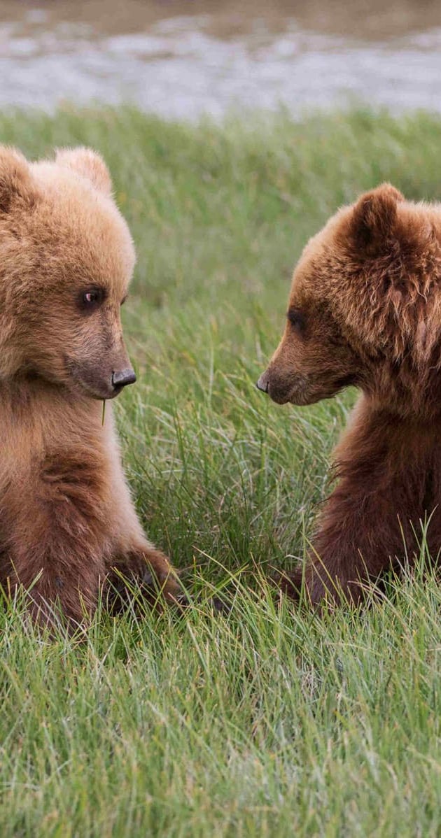 Take Our Quiz About Bears | Kid Activities
