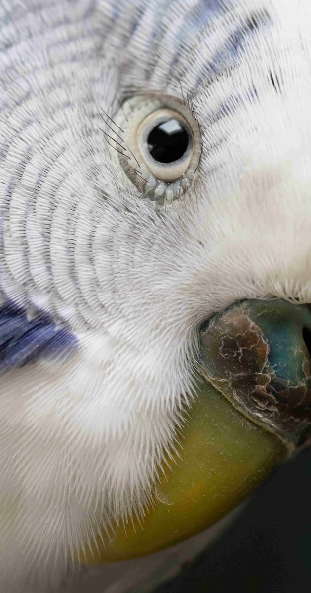 Feds Find Sick and Injured Animals at Petco Supplier Sun Pet