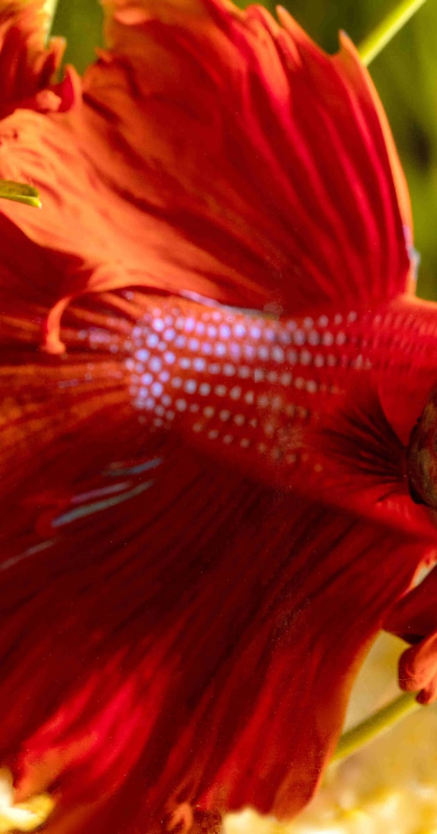 Betta Fish Facts: What to Know About Siamese Fighting Fish