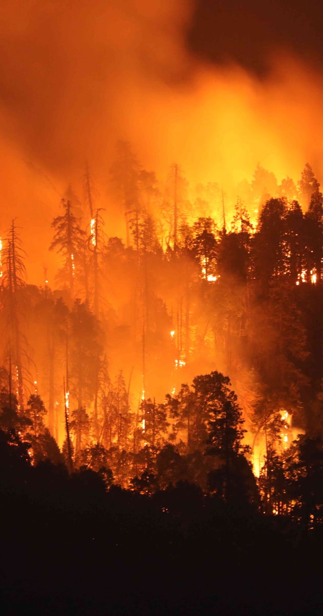 California Wildfire Animal Resources: Help Animals in Need