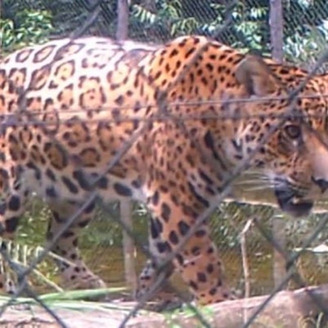 Xamã Becomes the First Male Jaguar Released Back Into The Wild