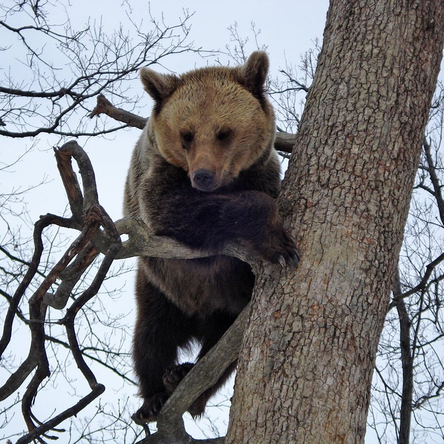 World Animal Protection completes our first virtual race