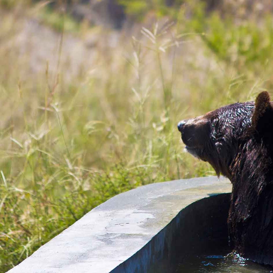 Raid on bear baiting event saves four bears