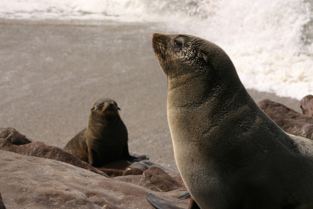 5 Fun Facts About Seals