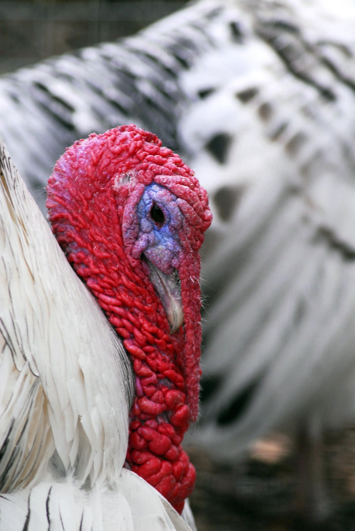 10 Facts About Turkeys: Amazing Things You Never Knew