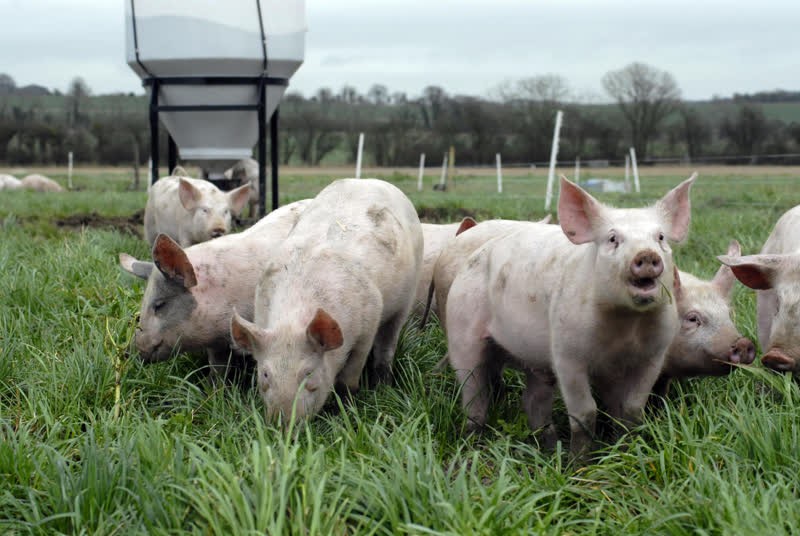 Life On A Pig Farm: Expectations vs. Factory Farming Reality