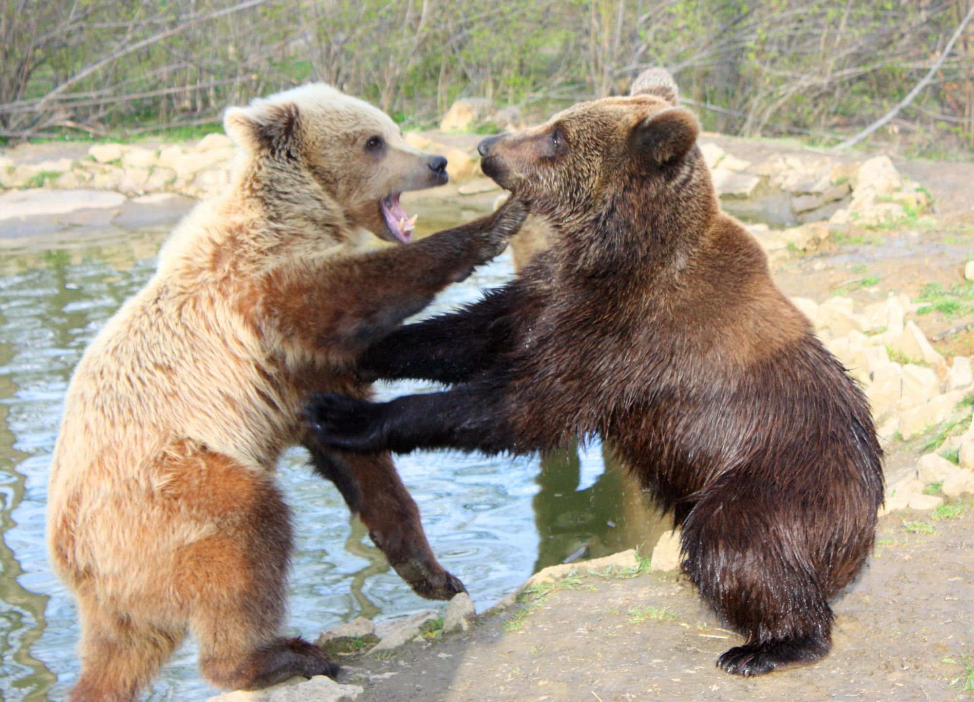 World Animal Protection condemns video of MMA superstar fighting bear cub