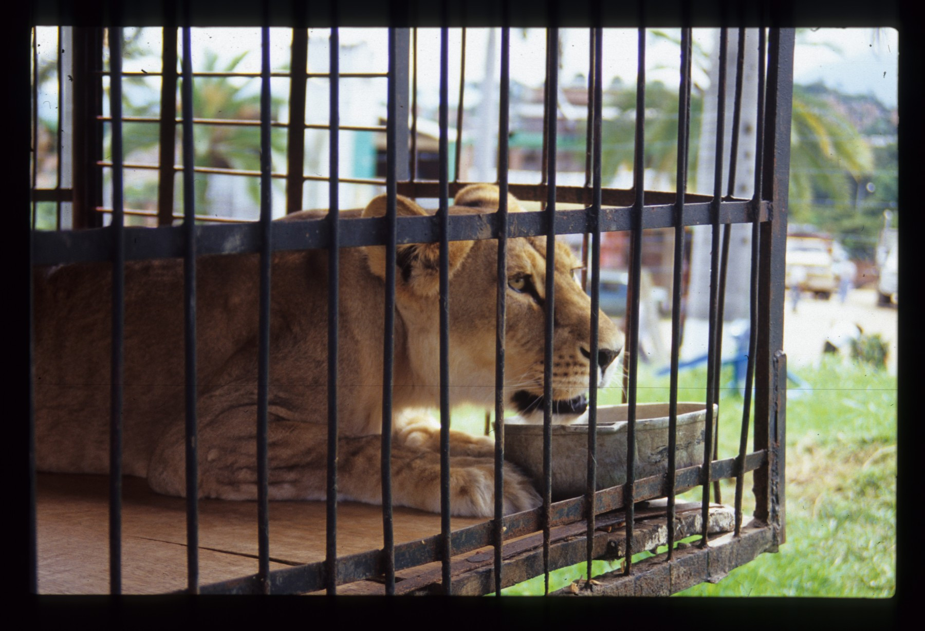 We’re Changing the World to Protect Animals. Here’s How.