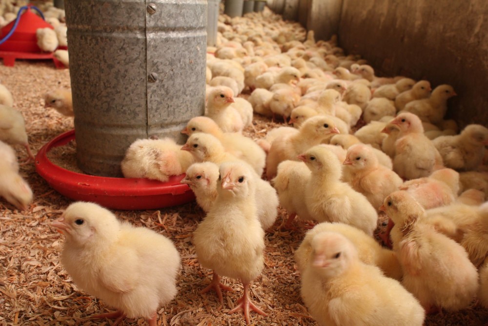 The Truth About Chlorinated Chicken