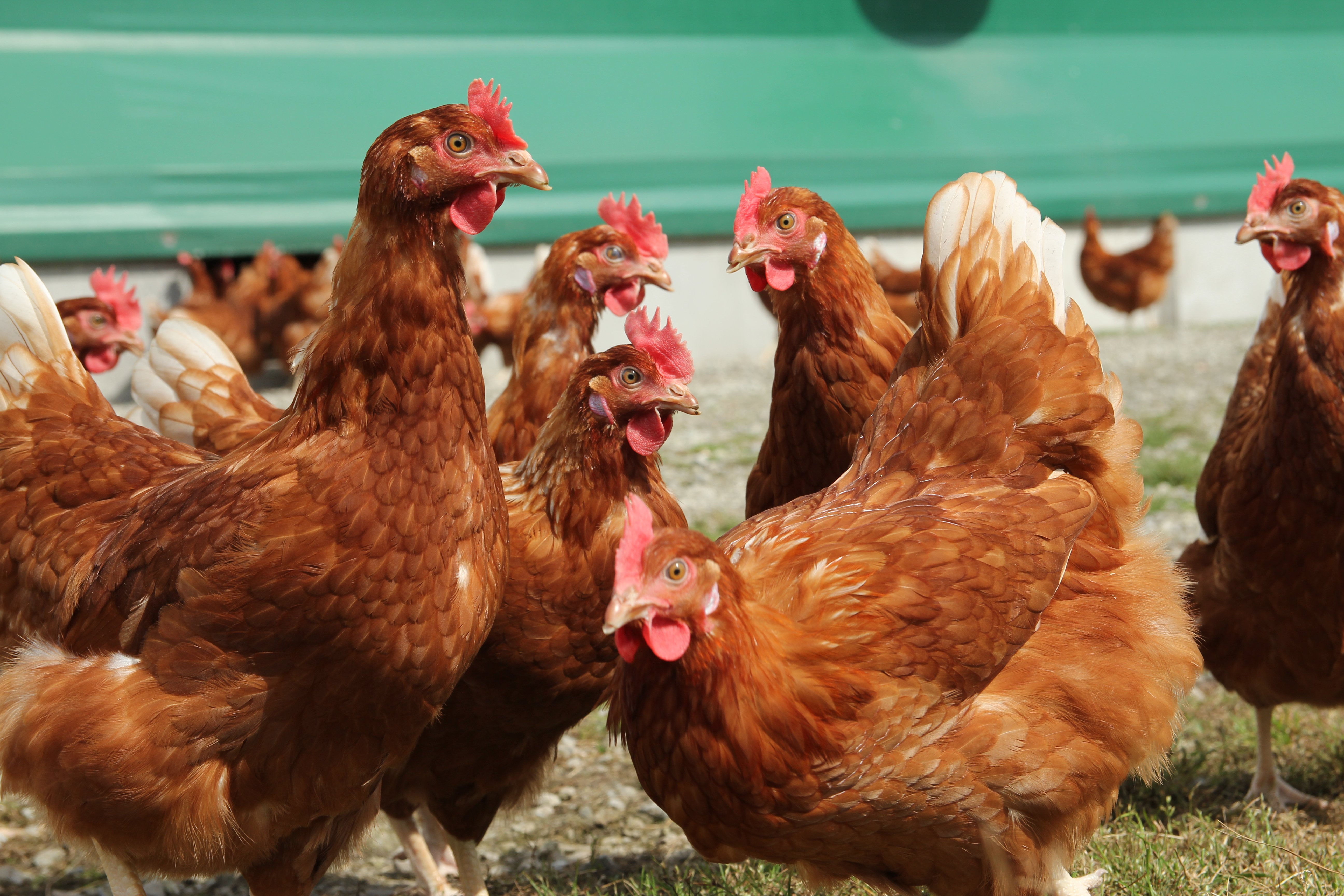 Victory for farm animals in the final version of the Farm Bill