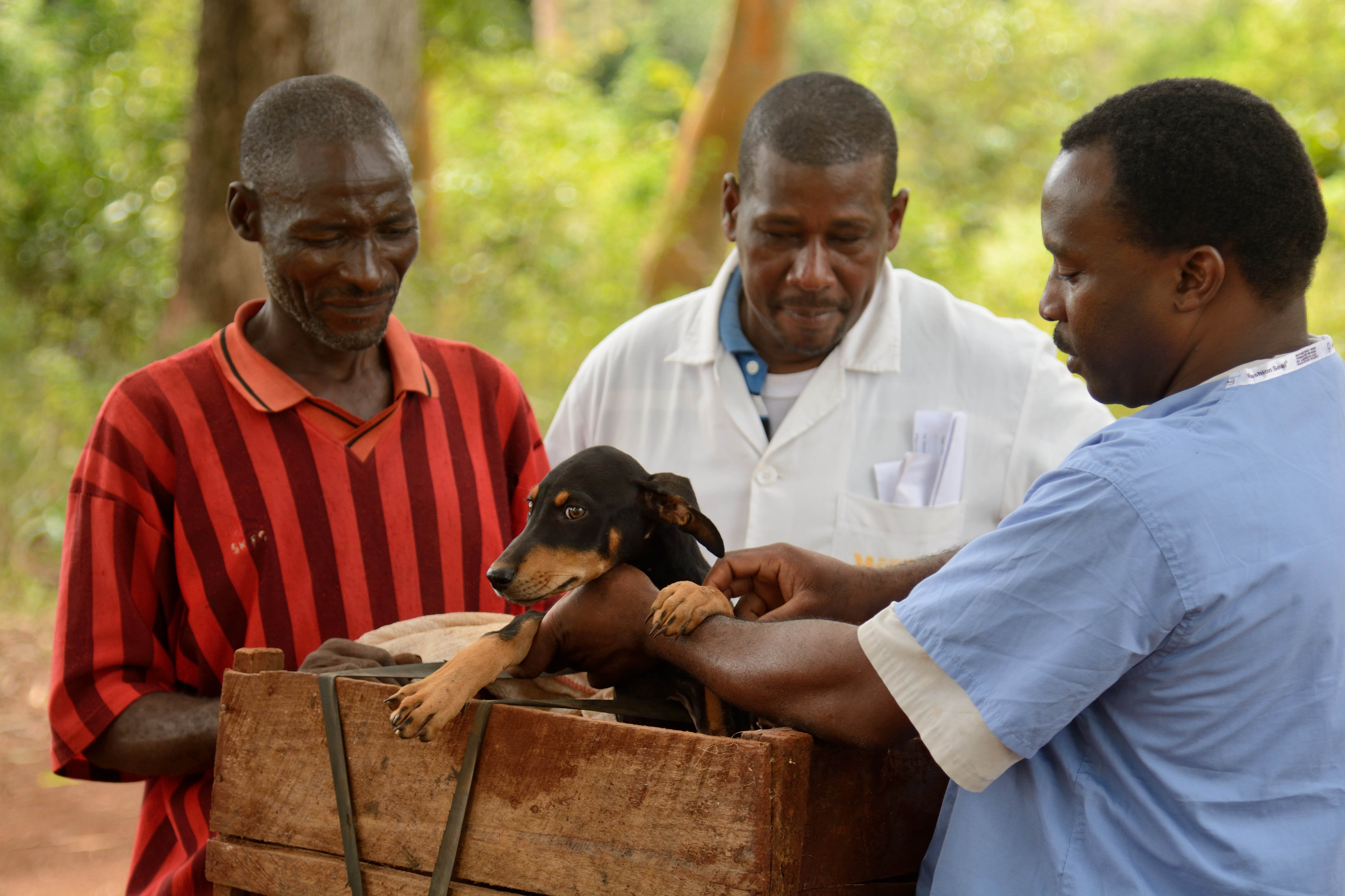 Protecting dogs and people in Kenya