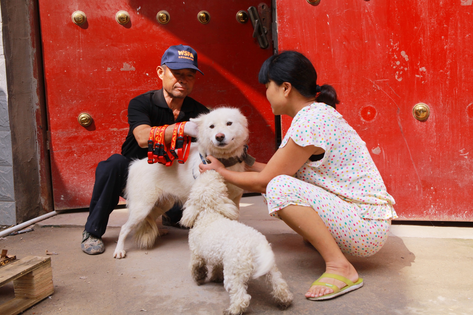 Ending inhumane culling of dogs success in China