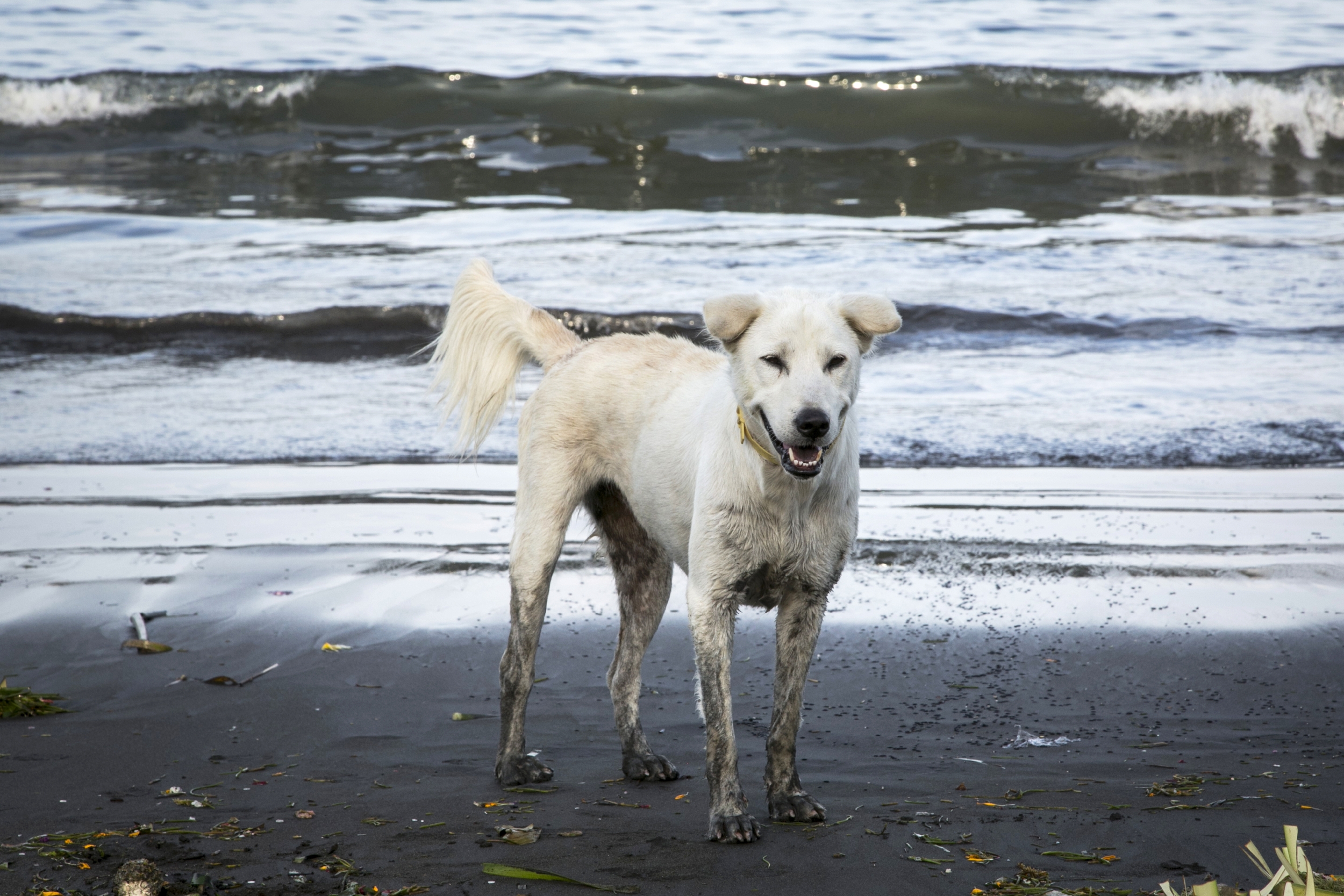 Response to dog culling in Bali, Indonesia