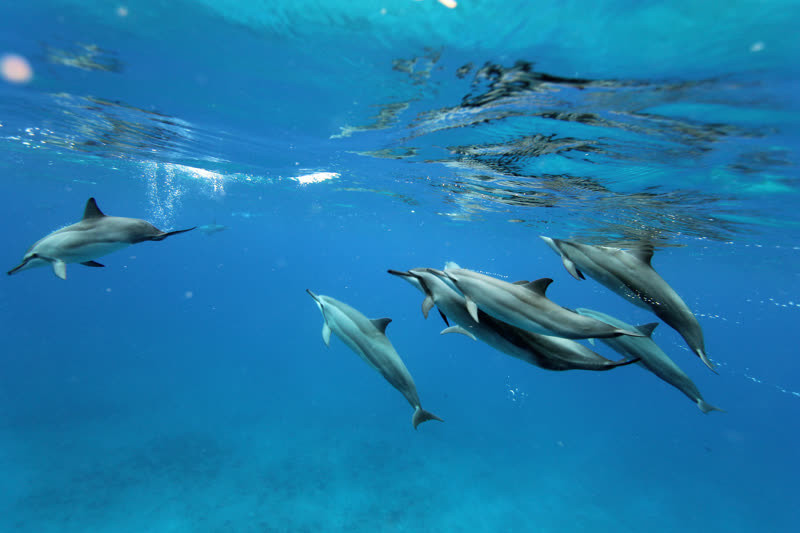 4 Facts About Dolphins That Will Blow Your Mind