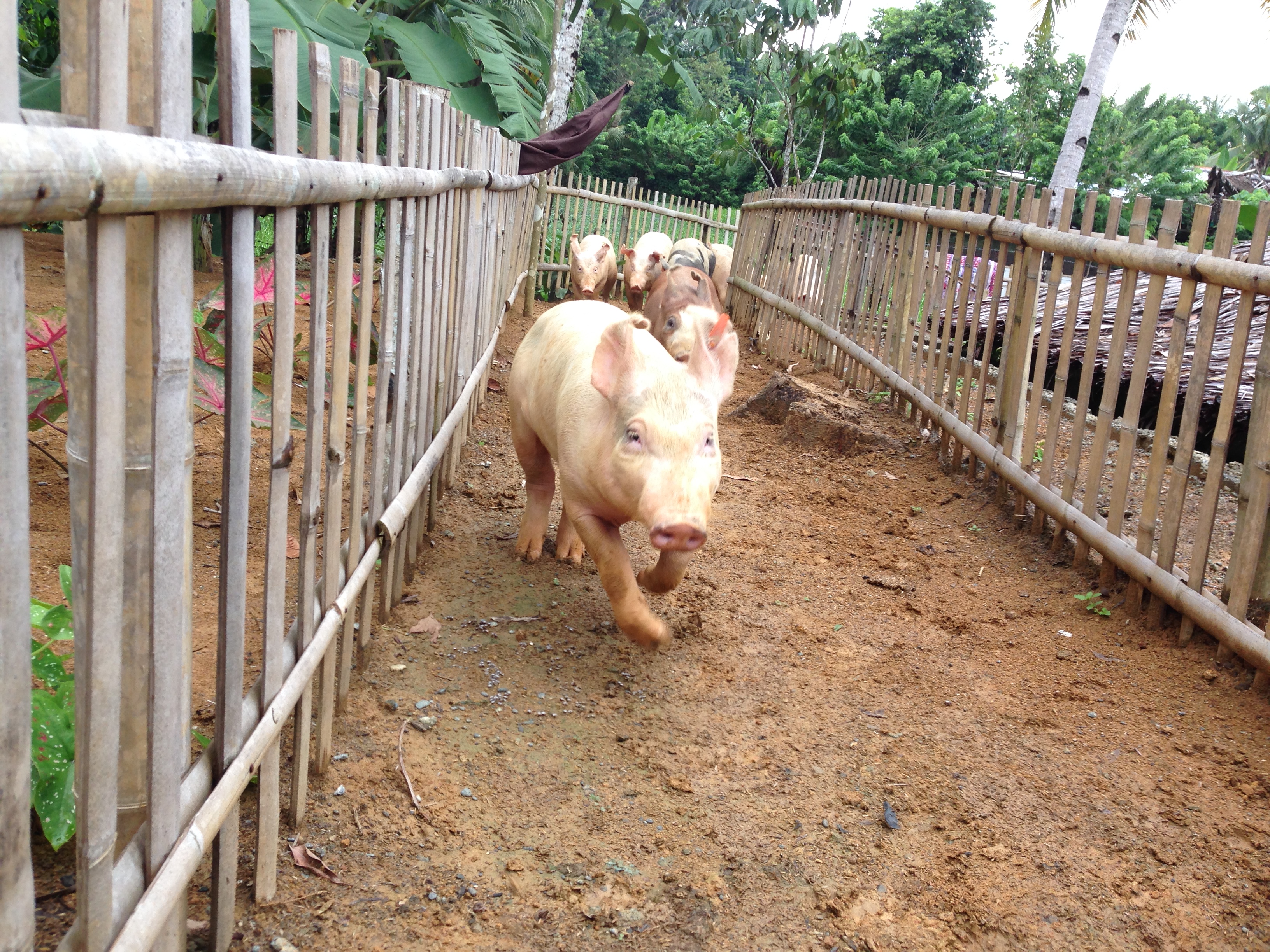 Run with World Animal Protection | World Animal Protection